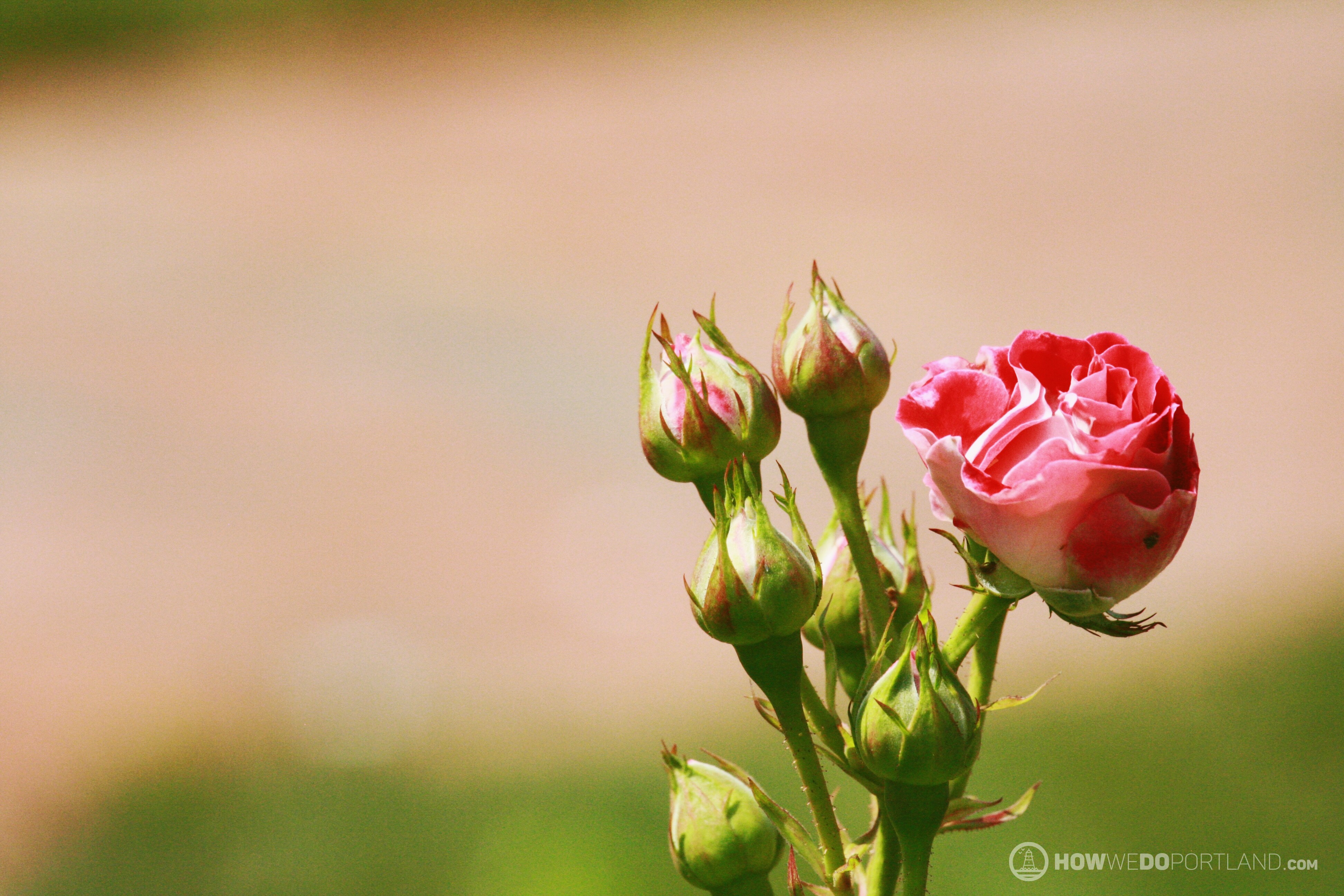 Rose Garden in Deering Oaks Park - How We Do Portland Maine
