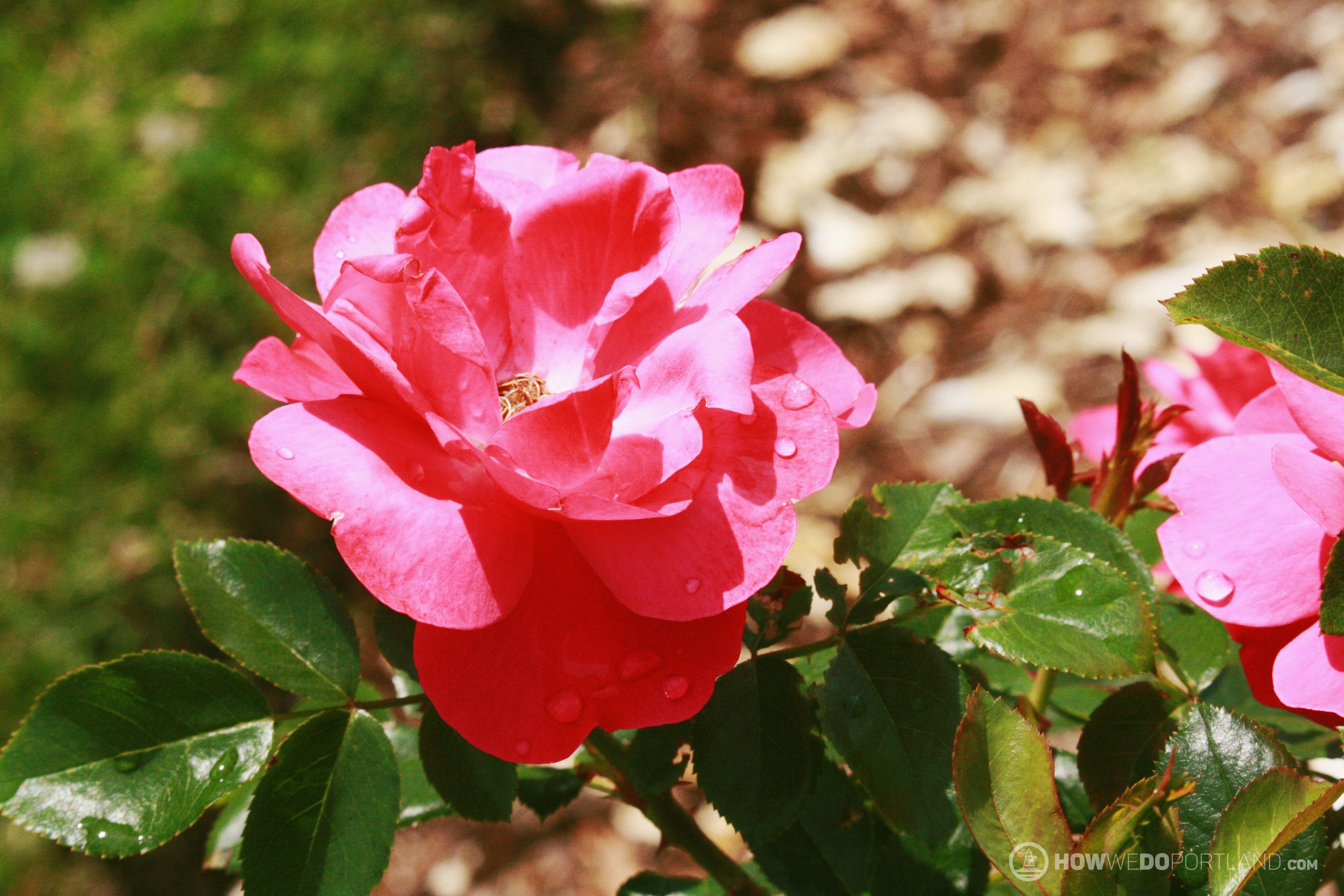 Rose Garden in Deering Oaks Park - How We Do Portland Maine