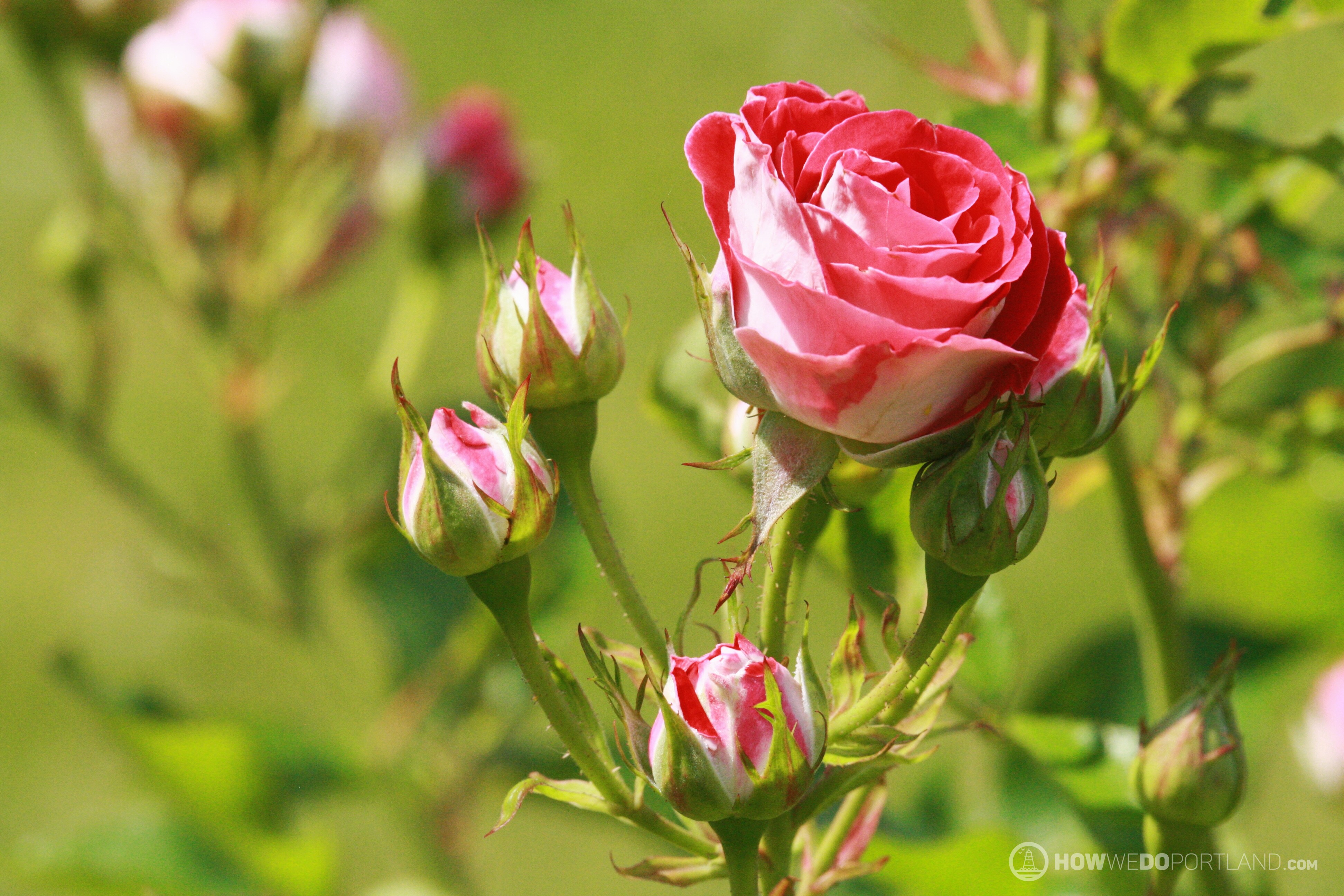 Rose Garden in Deering Oaks Park - How We Do Portland Maine