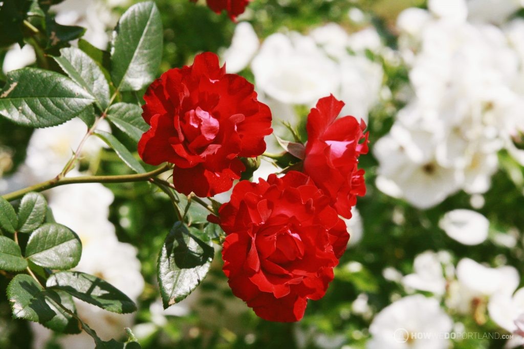 Rose Garden in Deering Oaks Park - How We Do Portland Maine