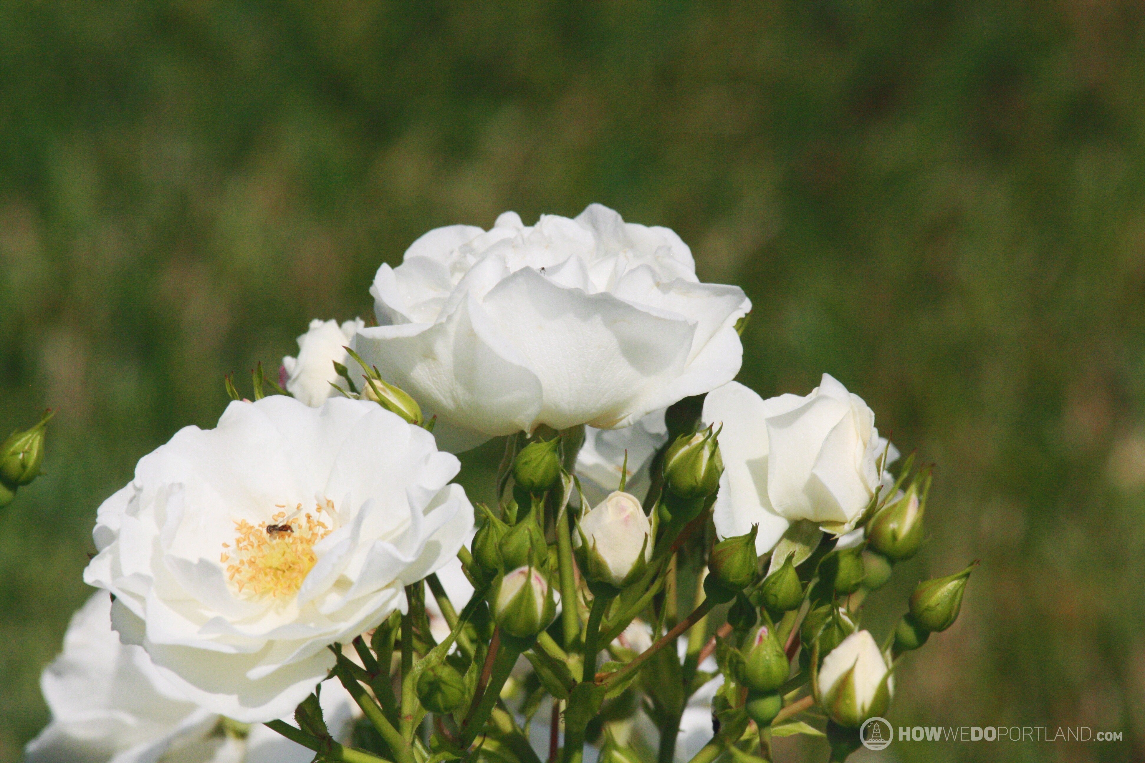 Rose Garden in Deering Oaks Park - How We Do Portland Maine
