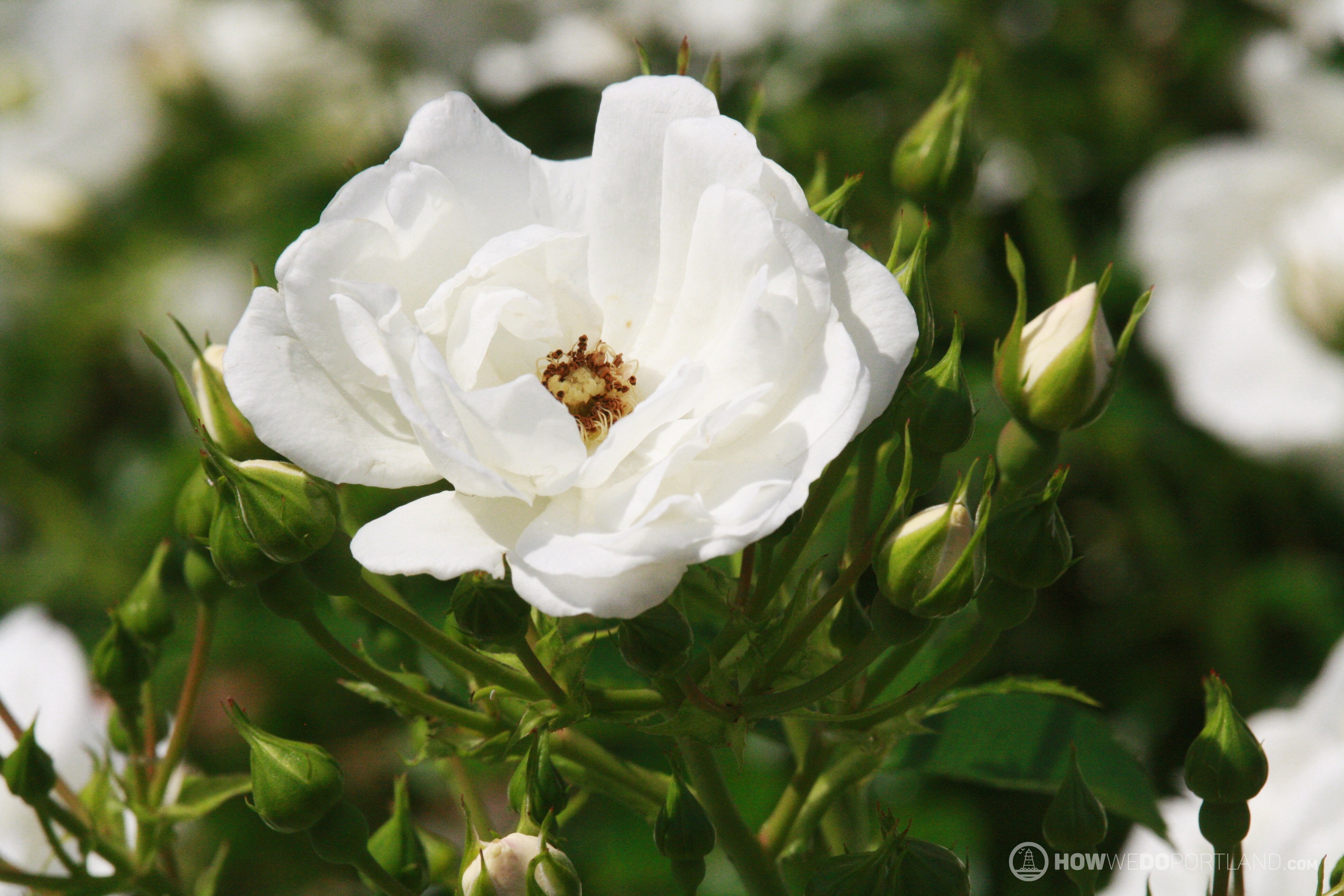 Rose Garden in Deering Oaks Park - How We Do Portland Maine