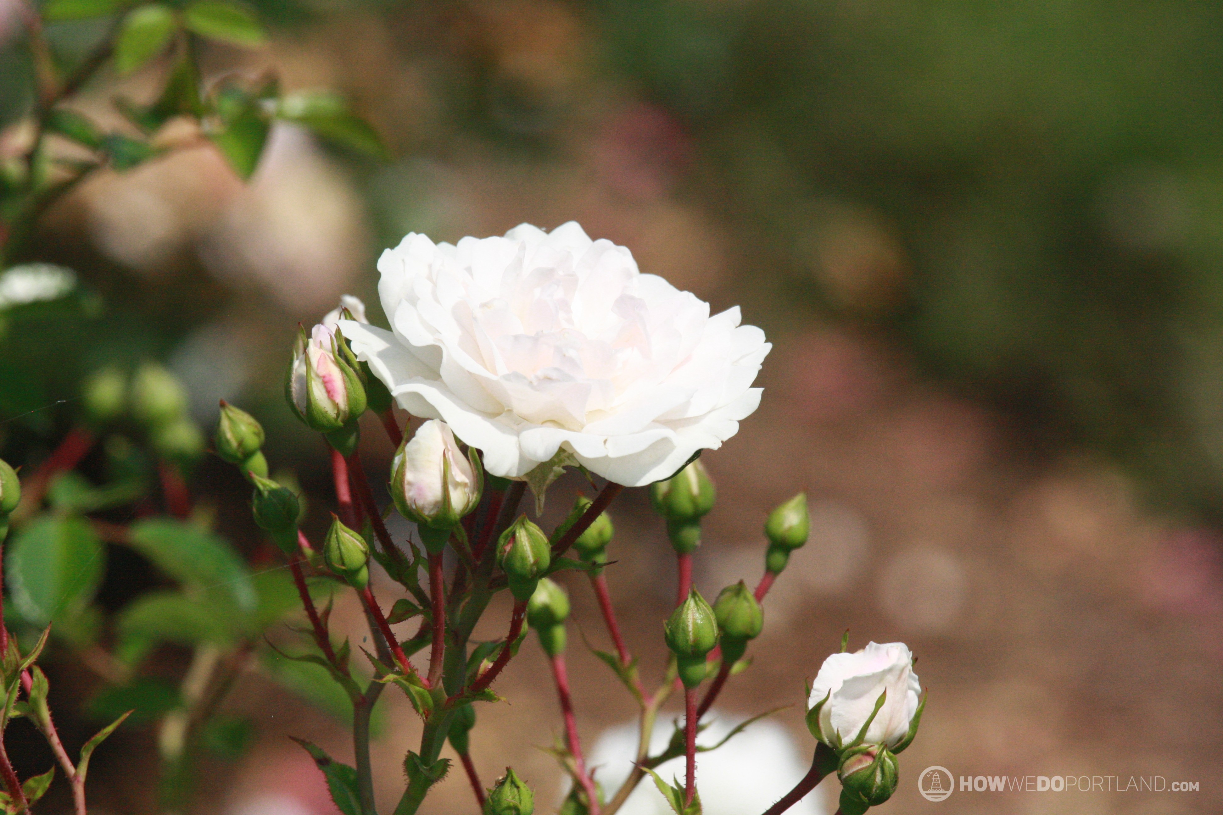 Rose Garden in Deering Oaks Park - How We Do Portland Maine