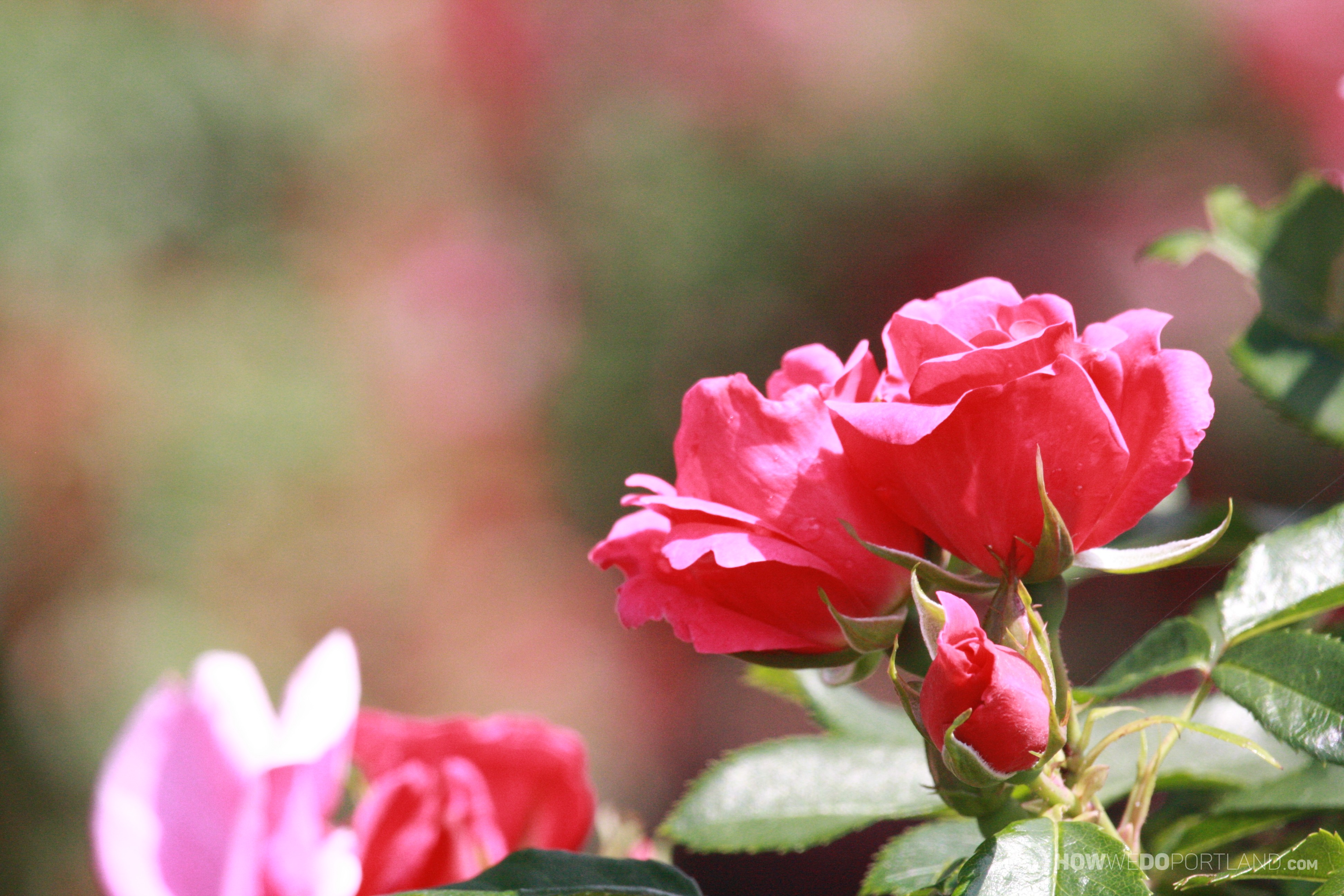 Rose Garden in Deering Oaks Park - How We Do Portland Maine