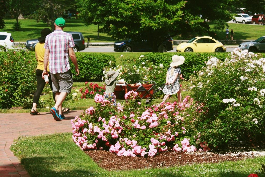 Rose Garden in Deering Oaks Park - How We Do Portland Maine